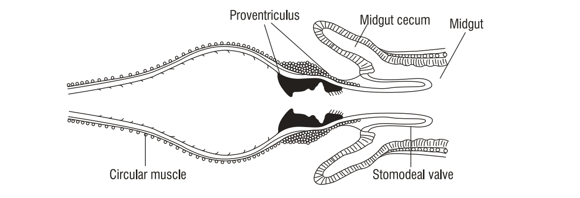 Digestive System of insects - Structure, functions - Biology Notes Online