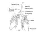Digestive System of insects - Structure, functions - Biology Notes Online