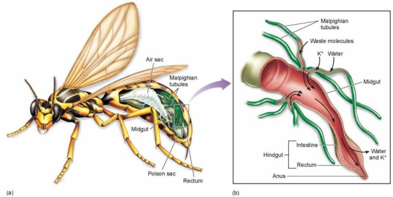 Insect Excretory System - Structure And Functions - Biology Notes Online