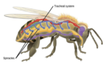 Insect Respiratory System - Structure and functions - Biology Notes Online
