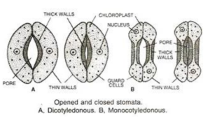 Transpiration - Types, Mechanism, Factors, Significance - Biology Notes ...