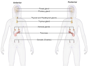 Endocrinology - Definition, History, Endocrine system - Biology Notes ...