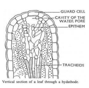 Transpiration - Types, Mechanism, Factors, Significance - Biology Notes ...