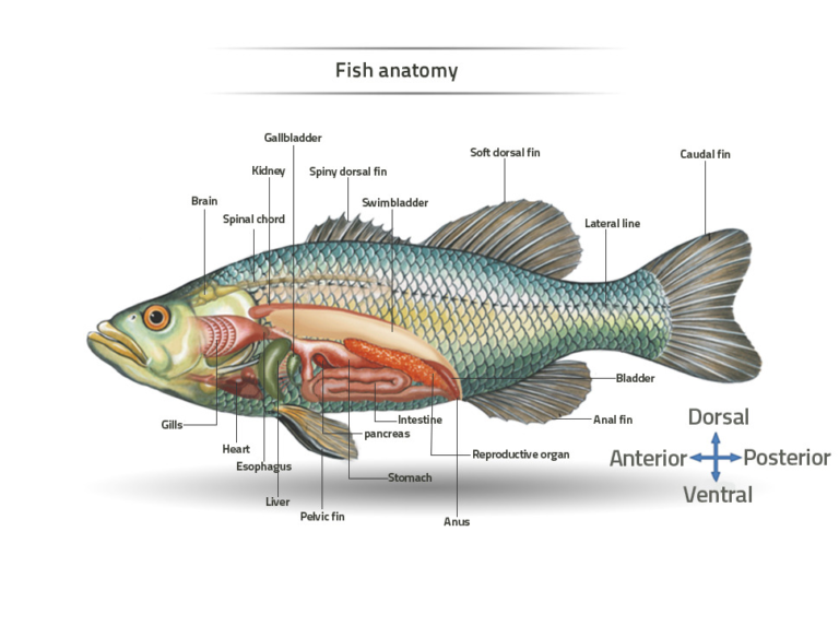 Fish Fins - Structure, Types, Functions - Biology Notes Online