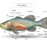 Composite Fish Culture - Definition, Steps, Advantages - Biology Notes ...