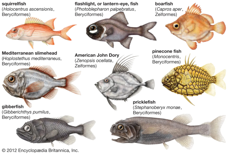 Fish Fins - Structure, Types, Functions - Biology Notes Online