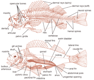 Reproductive System of Fish - Types, Organs, Modes, Factors - Biology ...
