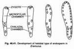 Endosperm - Types, Development, Functions, Examples - Biology Notes Online