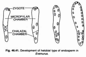 Endosperm - Types, Development, Functions, Examples - Biology Notes Online