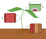 Transpiration - Types, Mechanism, Factors, Significance - Biology Notes ...