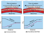 Respiratory System of Fishes - Biology Notes Online
