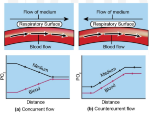 Respiratory System of Fishes - Biology Notes Online