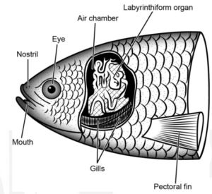 Respiratory System of Fishes - Biology Notes Online