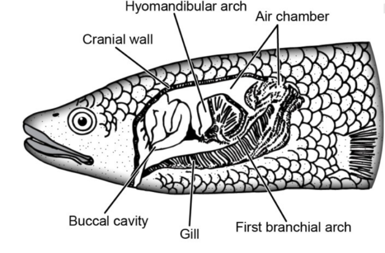 Respiratory System of Fishes - Biology Notes Online