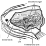 Respiratory System of Fishes - Biology Notes Online