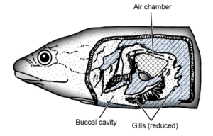 Respiratory System of Fishes - Biology Notes Online