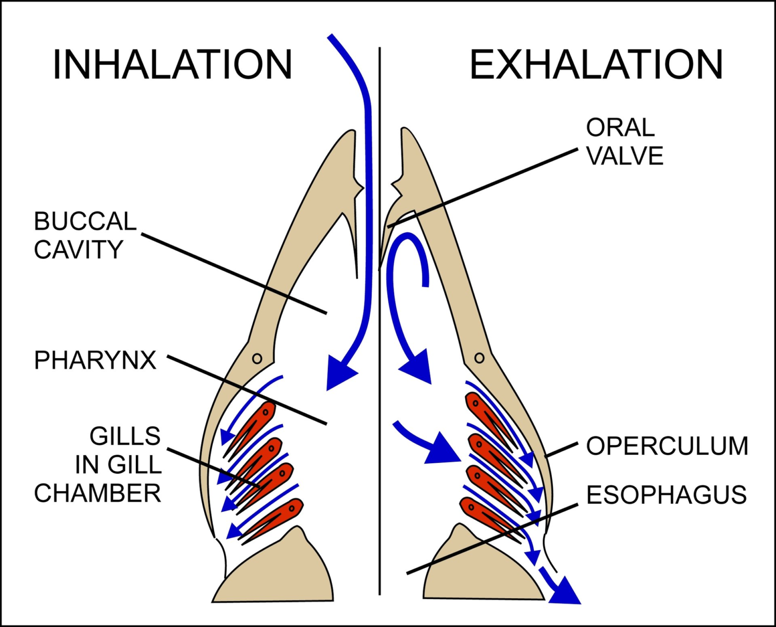 Respiratory System of Fishes - Biology Notes Online