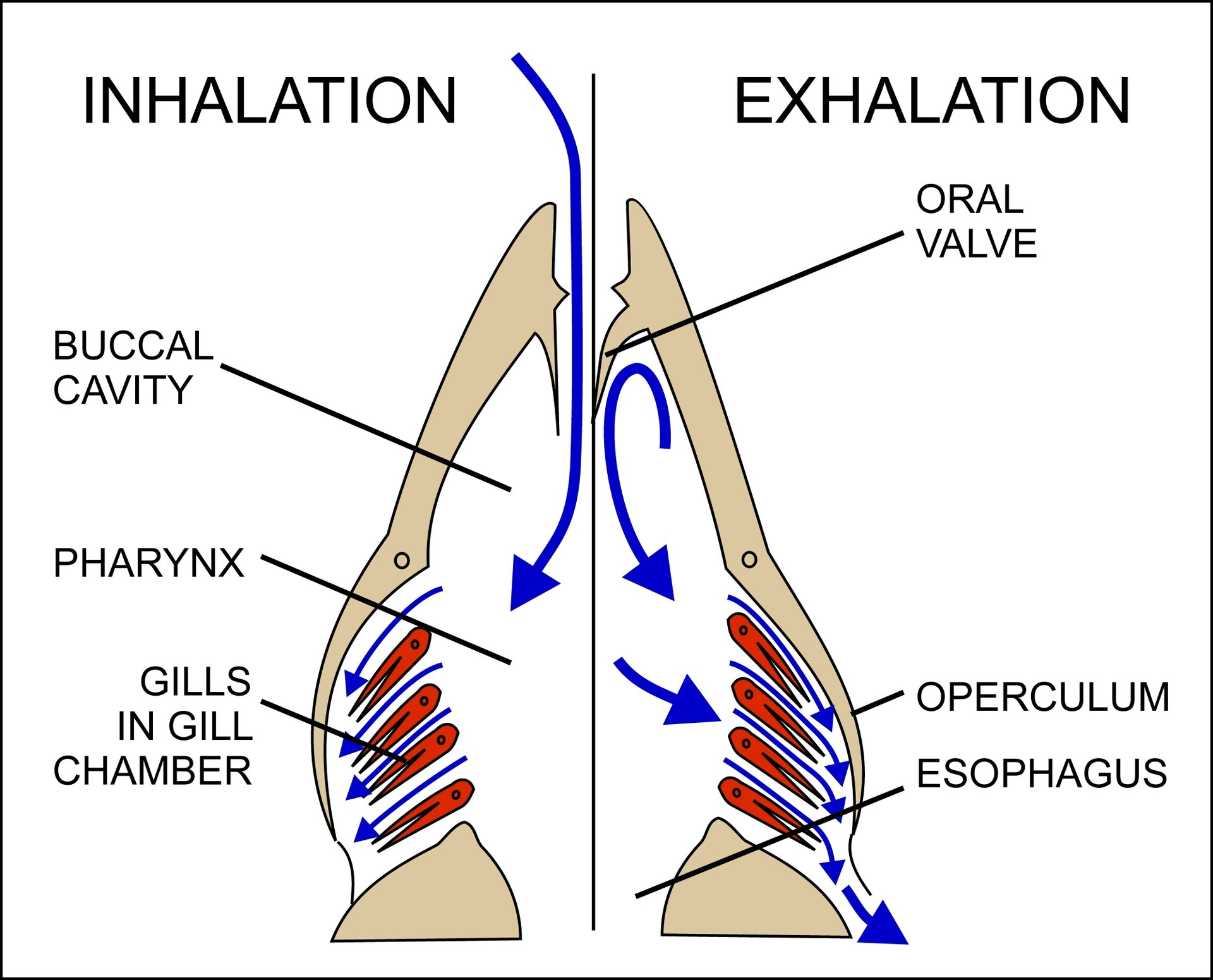 Respiratory System of Fishes - Biology Notes Online