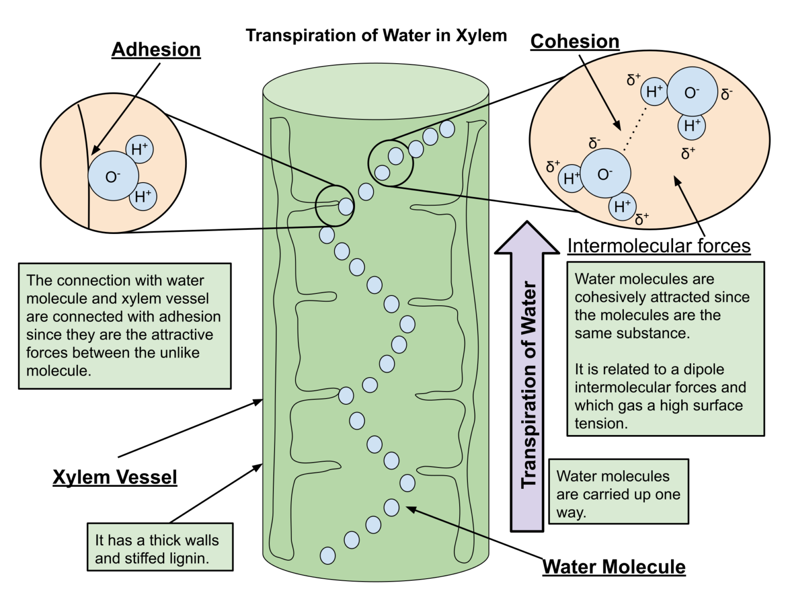 Transpiration - Types, Mechanism, Factors, Significance - Biology Notes ...