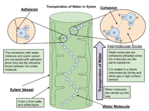 Transpiration - Types, Mechanism, Factors, Significance - Biology Notes ...
