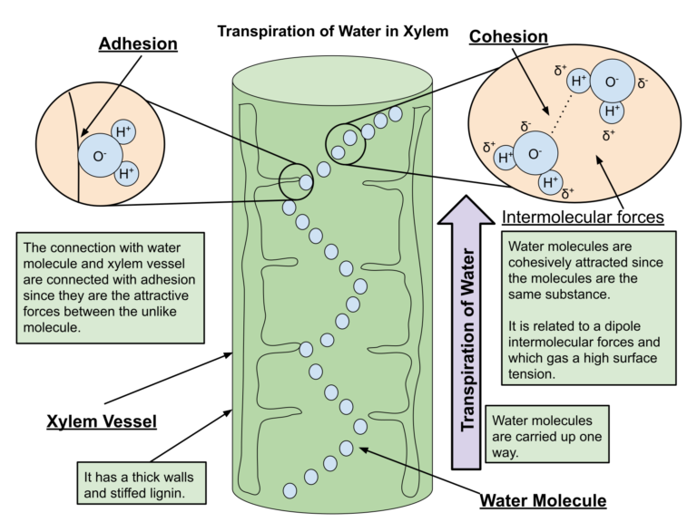Transpiration - Types, Mechanism, Factors, Significance - Biology Notes ...