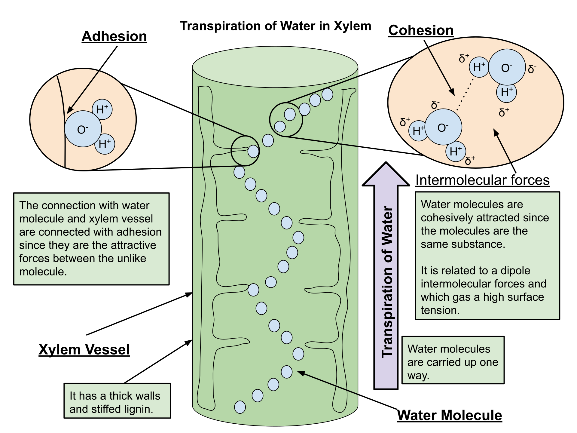 Transpiration - Types, Mechanism, Factors, Significance - Biology Notes ...