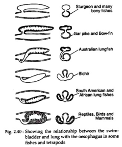 Swim bladder - Structure, Types, Functions, Modifications - Biology ...