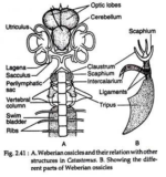 Swim bladder - Structure, Types, Functions, Modifications - Biology ...