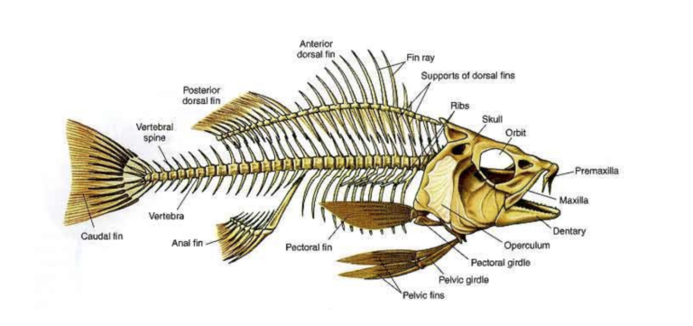 Skeletal System of Fish - Structure, Classification, Functions ...