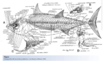 Reproductive System of Fish - Types, Organs, Modes, Factors - Biology ...