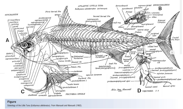 Skeletal System of Fish - Structure, Classification, Functions ...