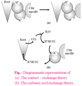 Mineral Nutrition in Plants - Types, Absorption, Functions - Biology ...