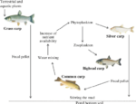 Polyculture of Fishes - Definition, Objectives, Advantages - Biology ...