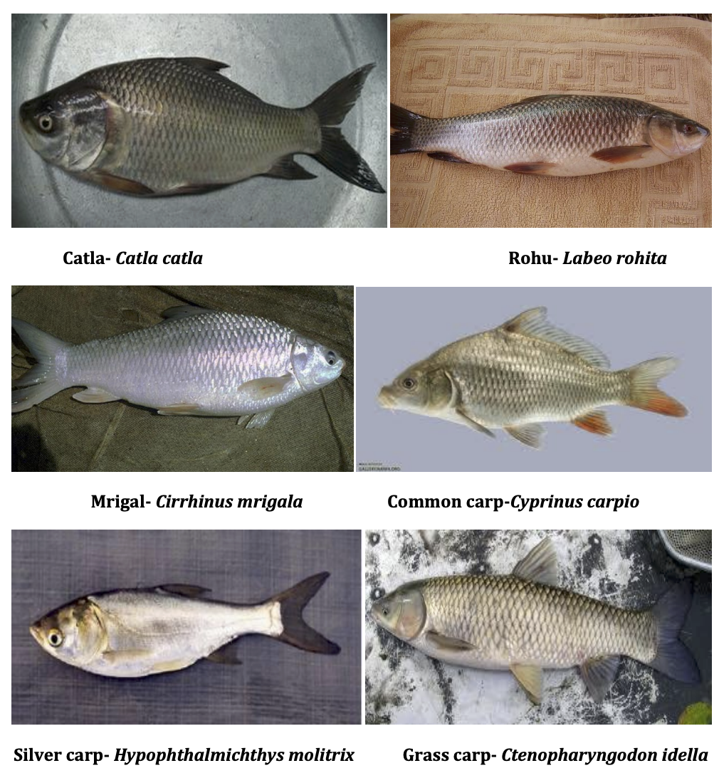Composite Fish Culture - Definition, Steps, Advantages - Biology Notes ...