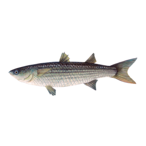 Hatchery Management of Major Cultivable Fin-Fishes - Biology Notes Online