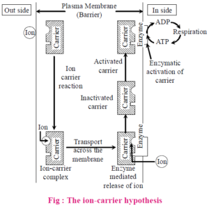 Mineral Nutrition in Plants - Types, Absorption, Functions - Biology ...