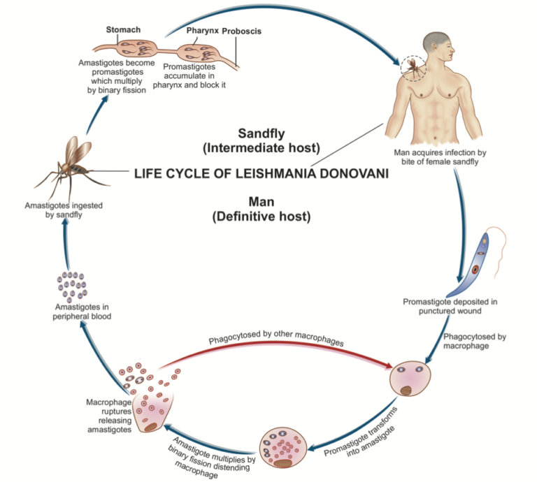 Leishmania donovani - Life cycle, Treatment, Symptoms, Diagnosis ...
