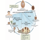 Fasciolopsis Buski - Morphology, Life Cycle, Pathogenicity, Diagnosis ...