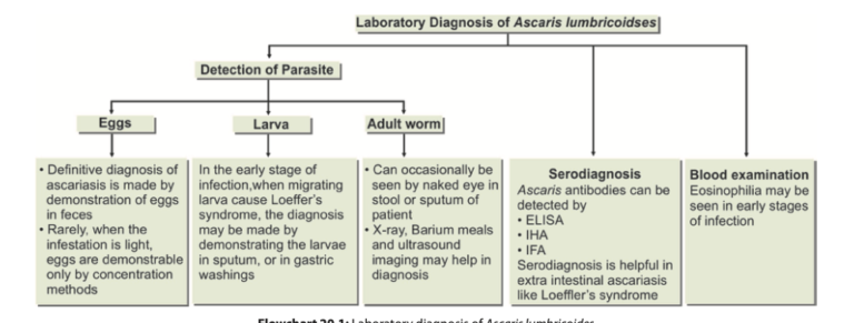 Ascaris lumbricoides - Morphology, Life Cycle, Diagnosis, Treatments ...