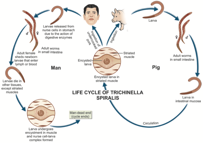 Trichinella spiralis - Morphology, Life Cycle, Pathogenicity, Diagnosis, Prophylaxis and ...
