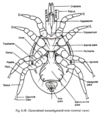 Mites - Morphology, Types, Life Cycle, Importance, Examples - Biology ...