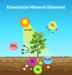 Mineral Nutrition In Plants - Types, Absorption, Functions - Biology ...
