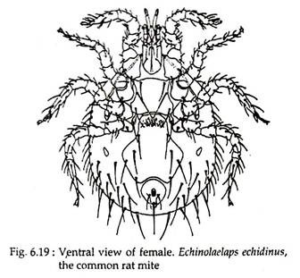 Mites - Morphology, Types, Life cycle, Importance, Examples - Biology ...