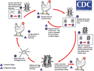 Ticks - Morphology, Types, Life Cycle and Examples - Biology Notes Online