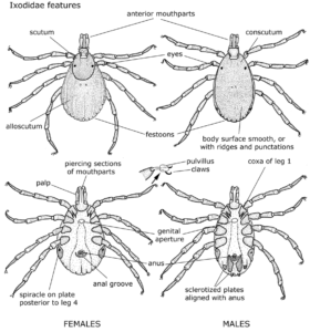 Ticks - Morphology, Types, Life Cycle and Examples - Biology Notes Online