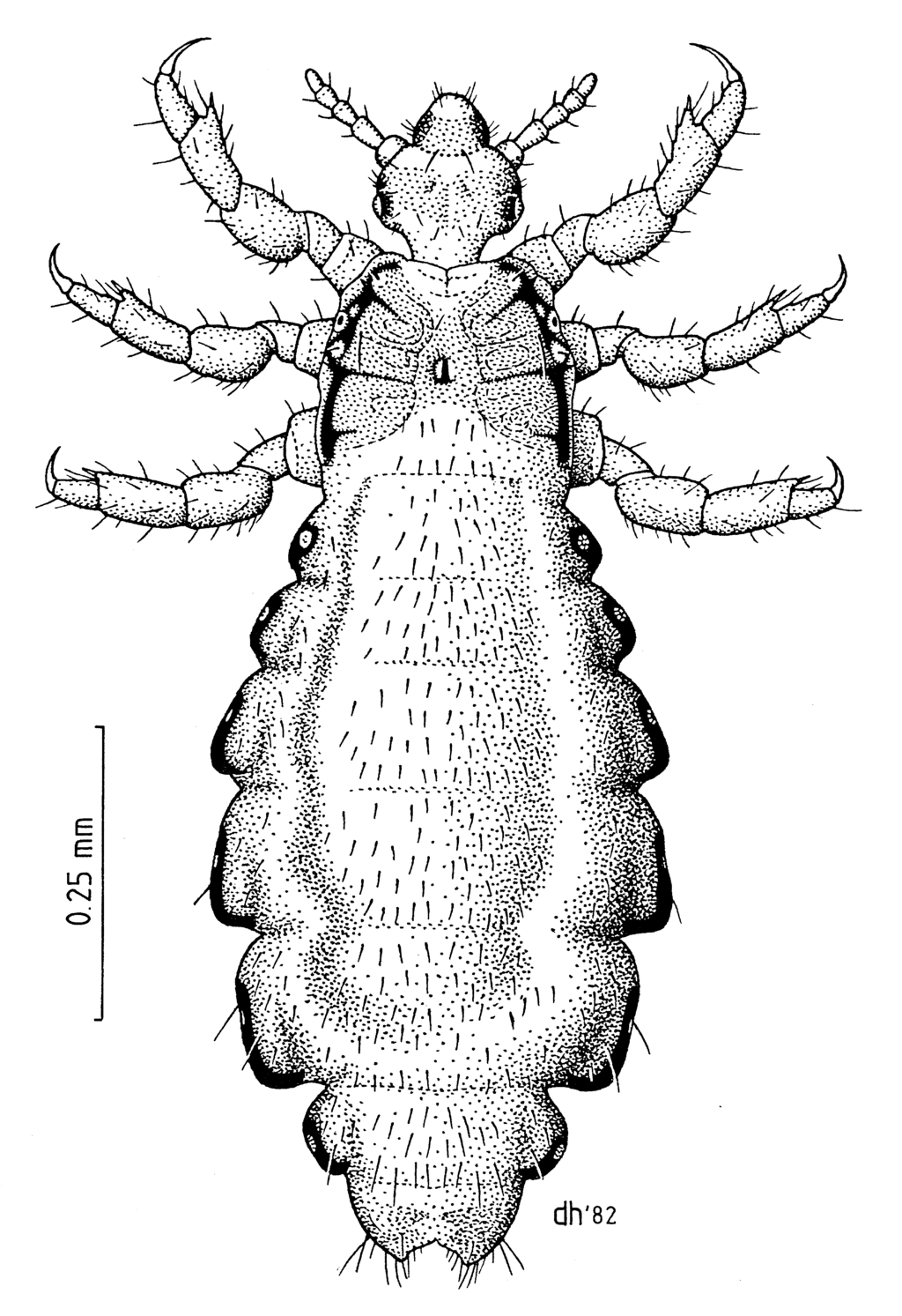 Pediculus Humanus (Lice) - Morphology, Types, Life cycle, Management ...