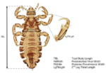 Pediculus Humanus (Lice) - Morphology, Types, Life cycle, Management ...