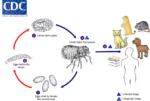 Xenopsylla cheopis - Morphology, Life cycle, Control - Biology Notes Online
