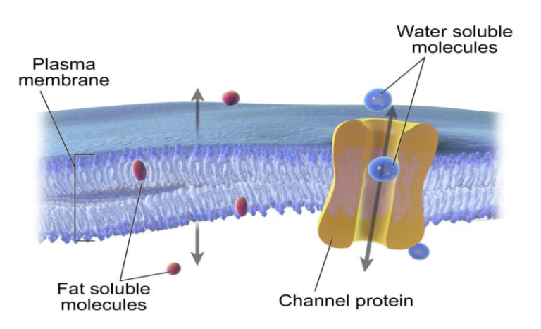 Transport of Ions across cell membrane - Active and passive transport ...