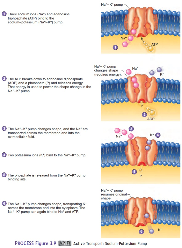 Transport of Ions across cell membrane - Active and passive transport ...